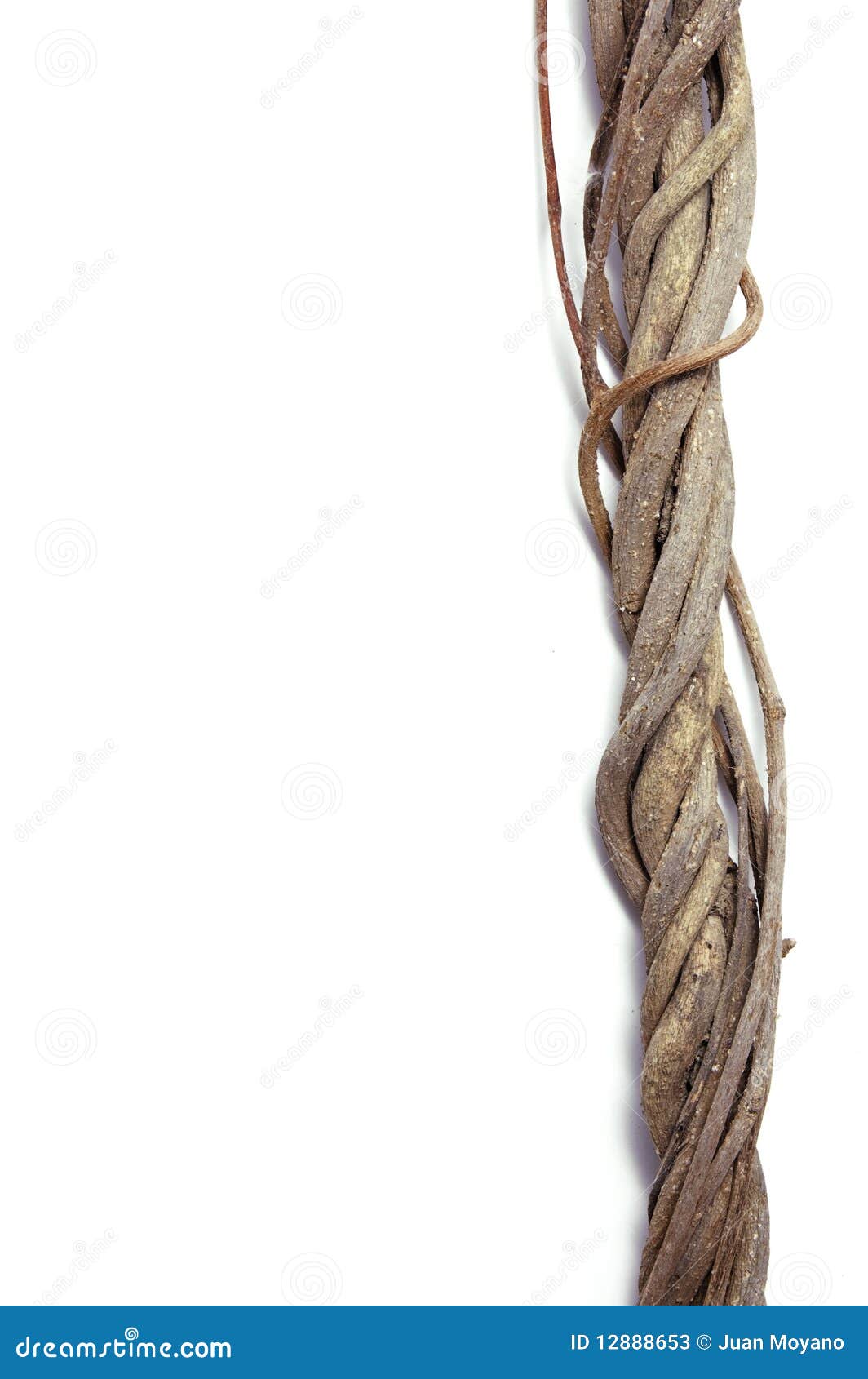 Twisted roots stock image. Image of environment, element - 12888653