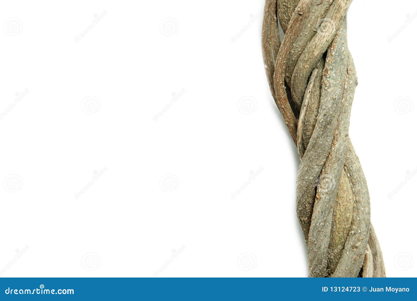 Twisted roots stock image. Image of curve, branches, growth - 13124723