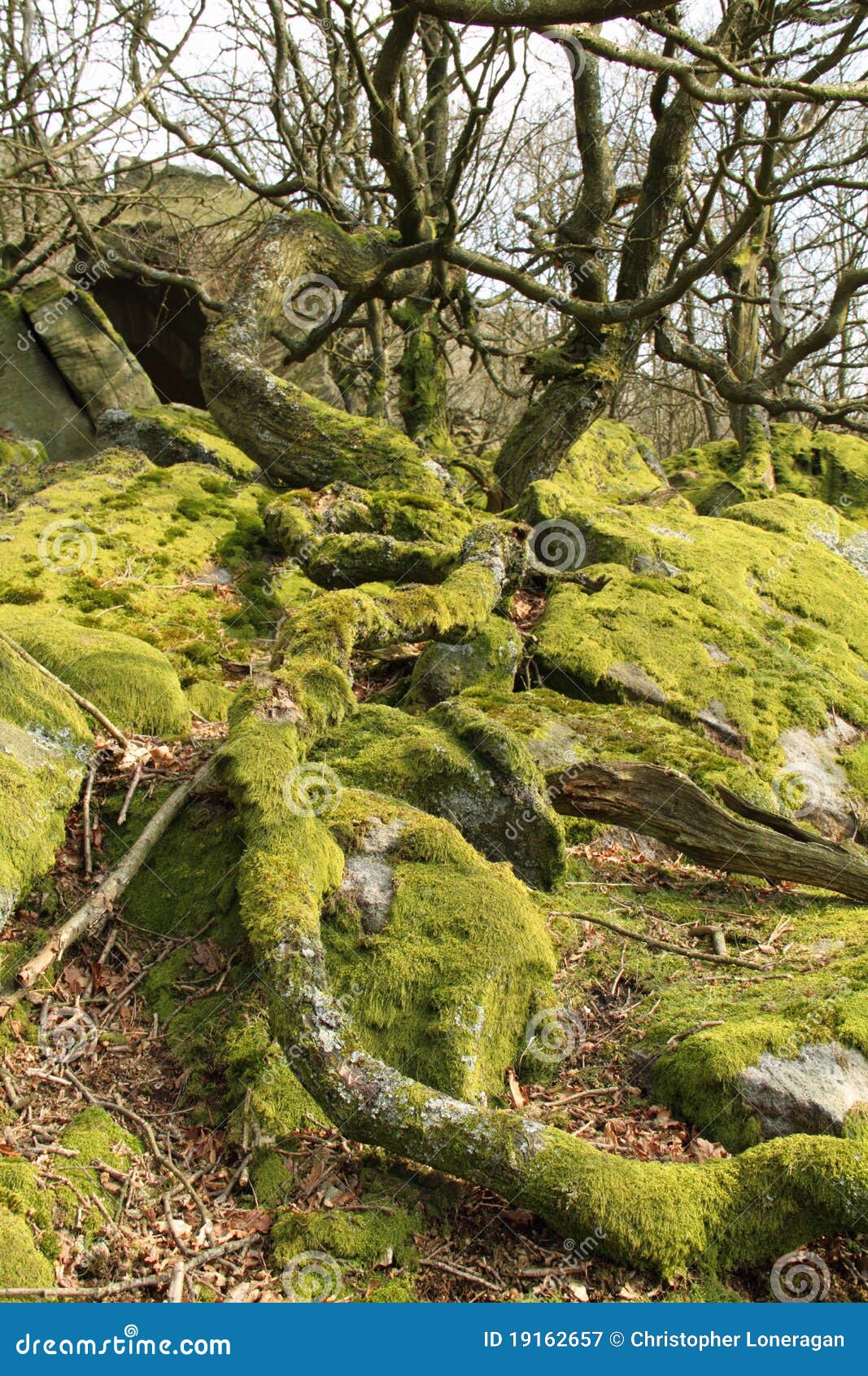 Twisted roots stock image. Image of twisted, roots, mystical - 19162657