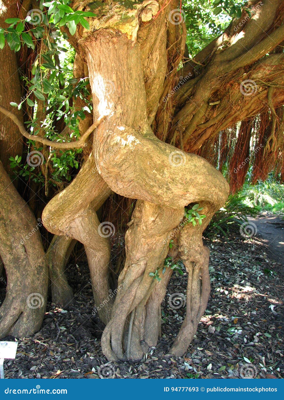 Twisted Roots Picture. Image: 94777693
