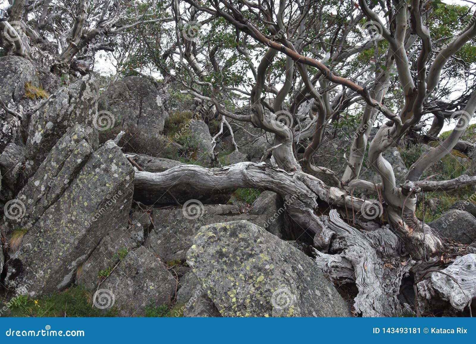 Twisted Roots of a Dead Tree on Rocks Stock Image - Image of plant ...