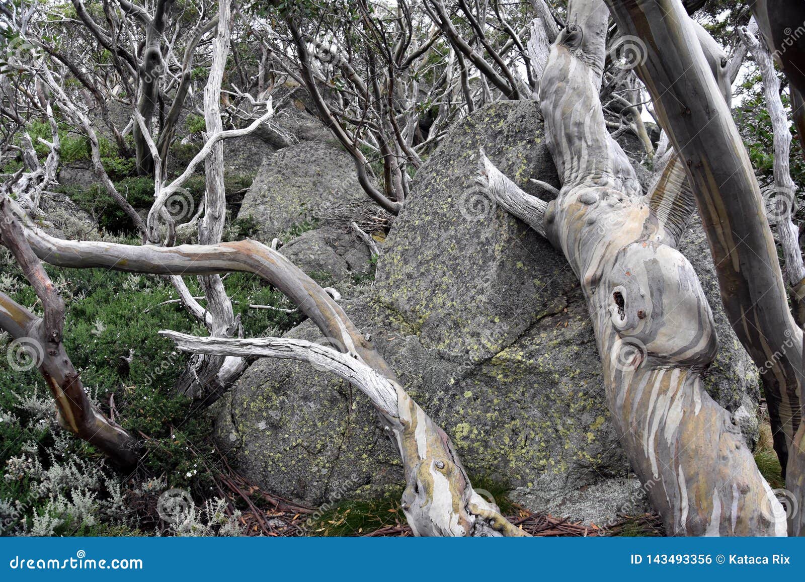 Twisted Roots of a Dead Tree on Rocks Stock Photo - Image of black ...