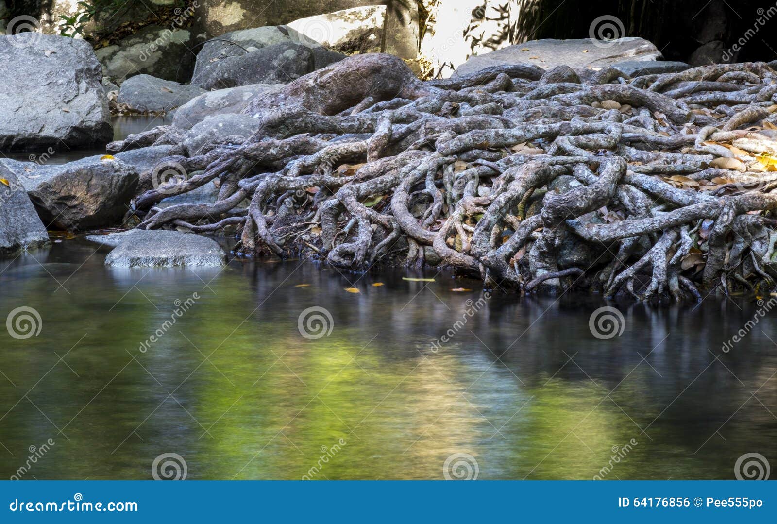 Twisted roots stock photo. Image of beautiful, shady - 64176856