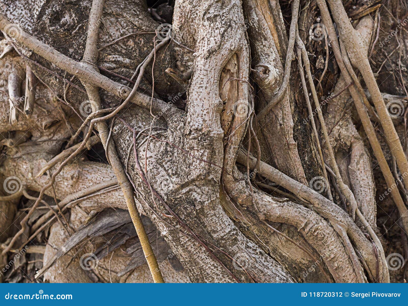 Twisted Roots of an Old Tree Trunk Weathered Fantastic Background ...