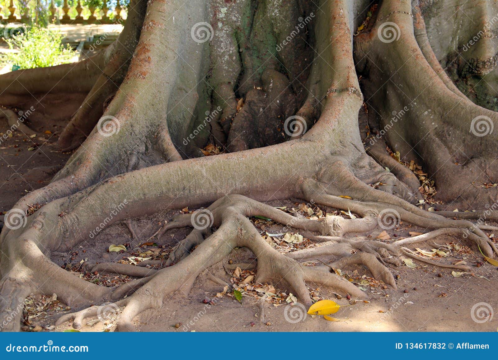 Twisted Roots of an Old Tree Stock Photo - Image of trunk, natural ...