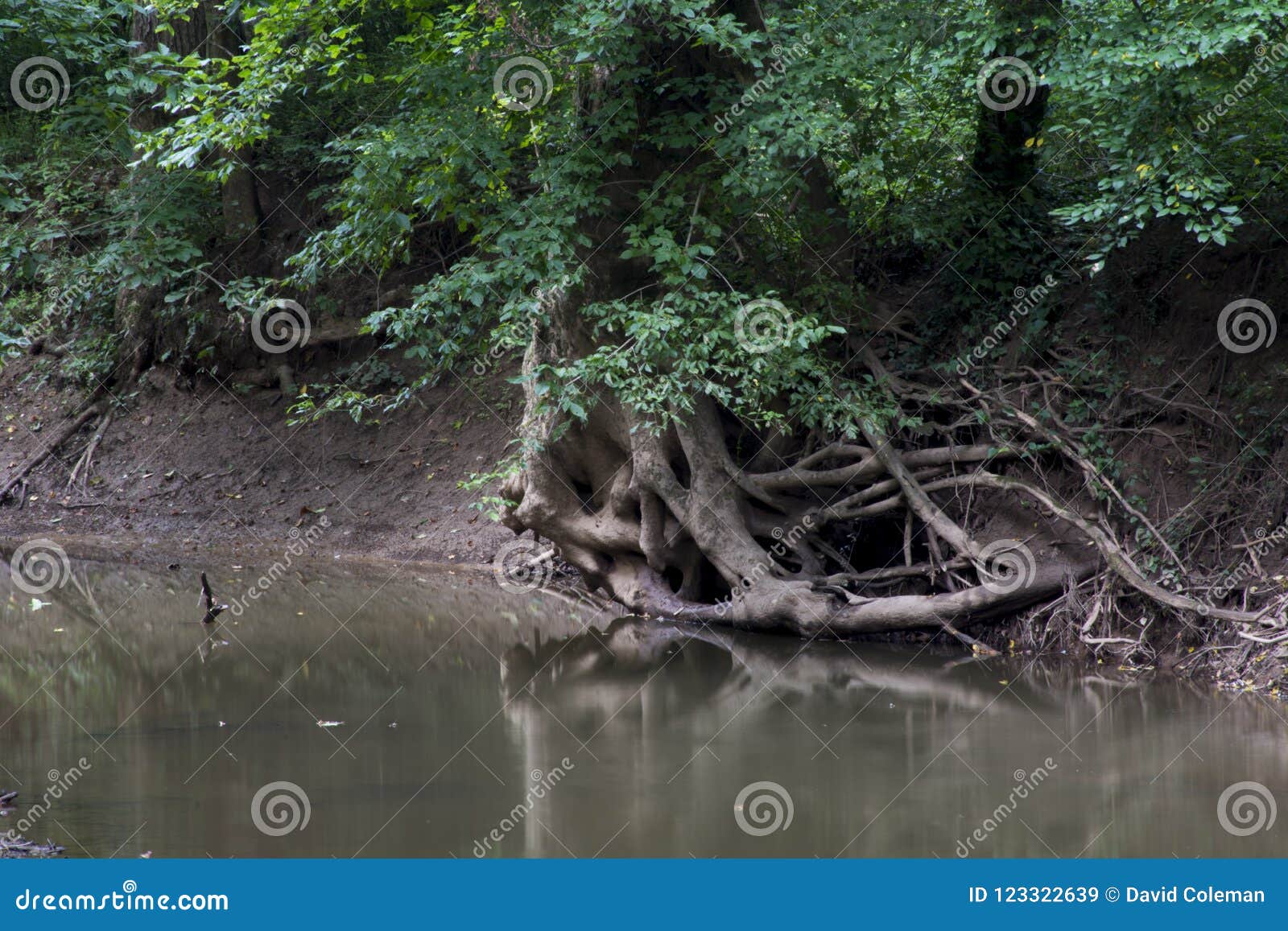 Twisted roots by river stock image. Image of shore, tree - 123322639