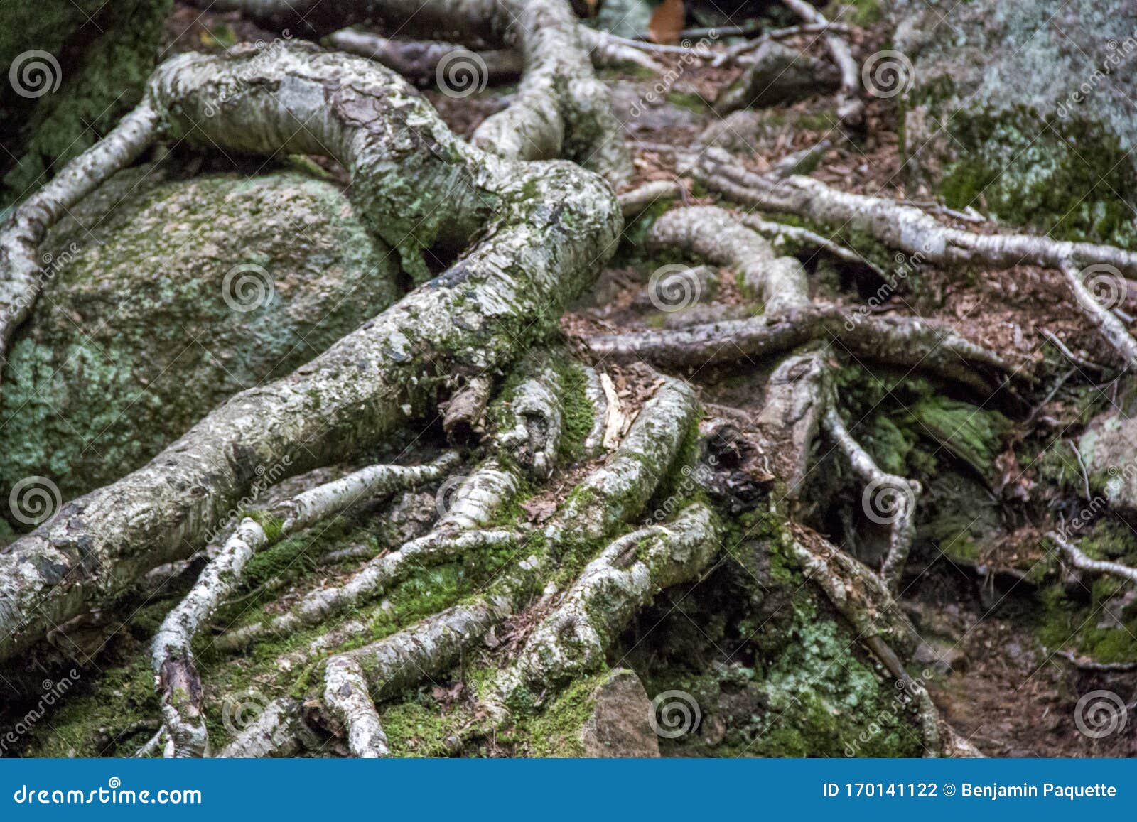 Twisted Roots of a Tree in the Forest Stock Photo - Image of trunk ...