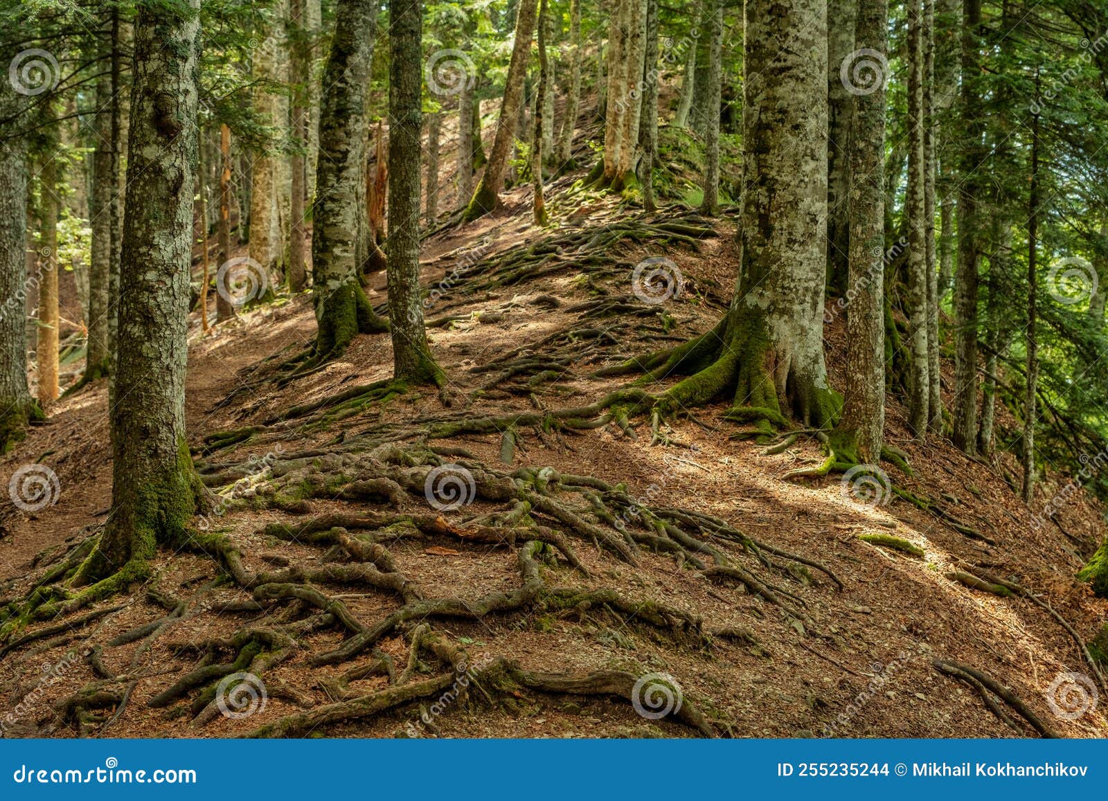 Twisted Roots of Trees in Mountain Forest Stock Photo - Image of root ...