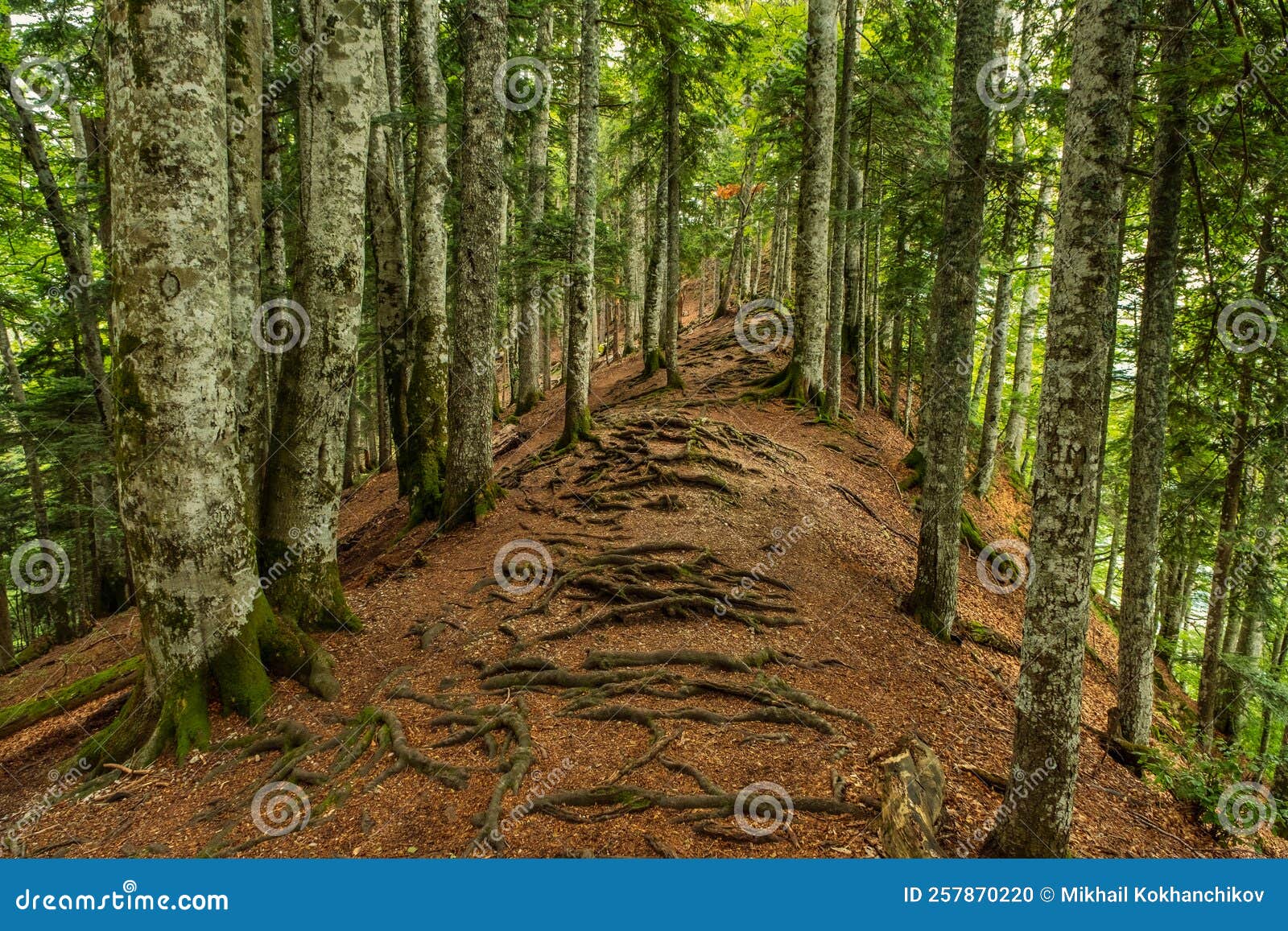 Twisted Roots of Trees in Mountain Forest Stock Photo - Image of ...