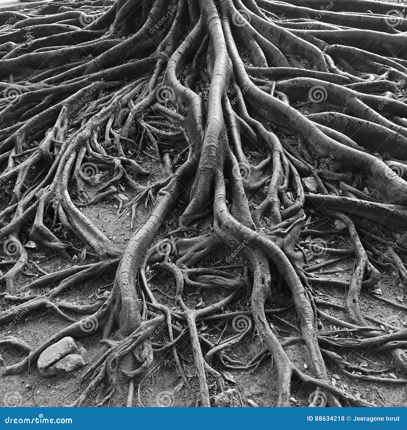 Twisted Roots And Stump Of Oak Tree In Corsica Stock Image ...