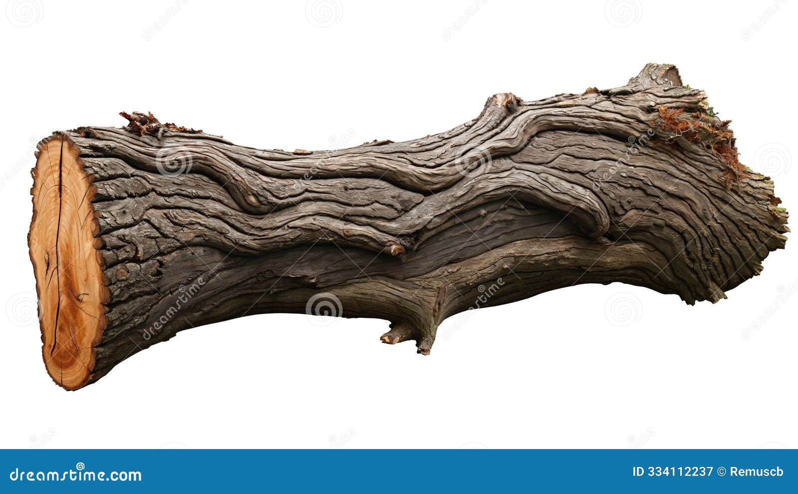 Twisted Rough Dry Deciduous Tree Log Isolated on Transparent Background ...