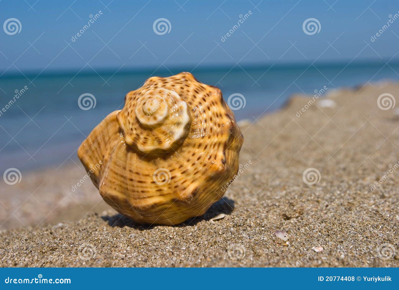 Twisted shell stock photo. Image of color, bright, nature - 20774408