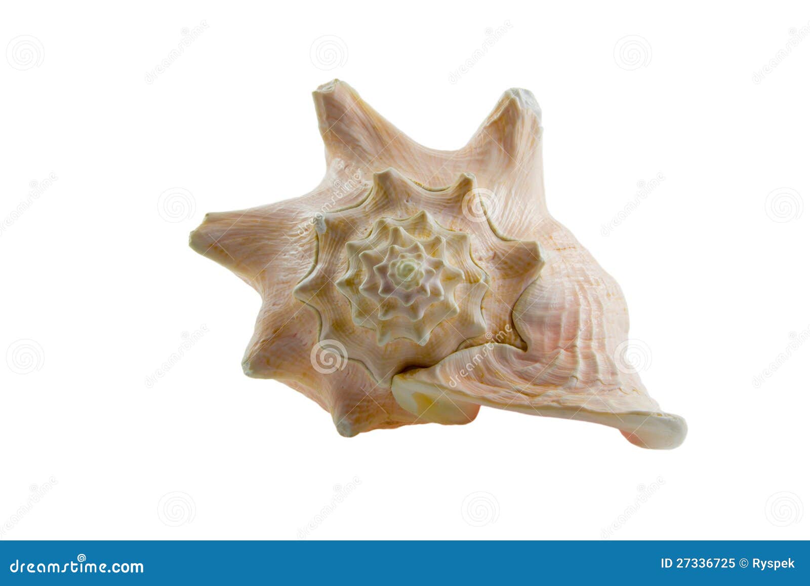 Twisted shell stock image. Image of calcium, curve, decoration - 27336725