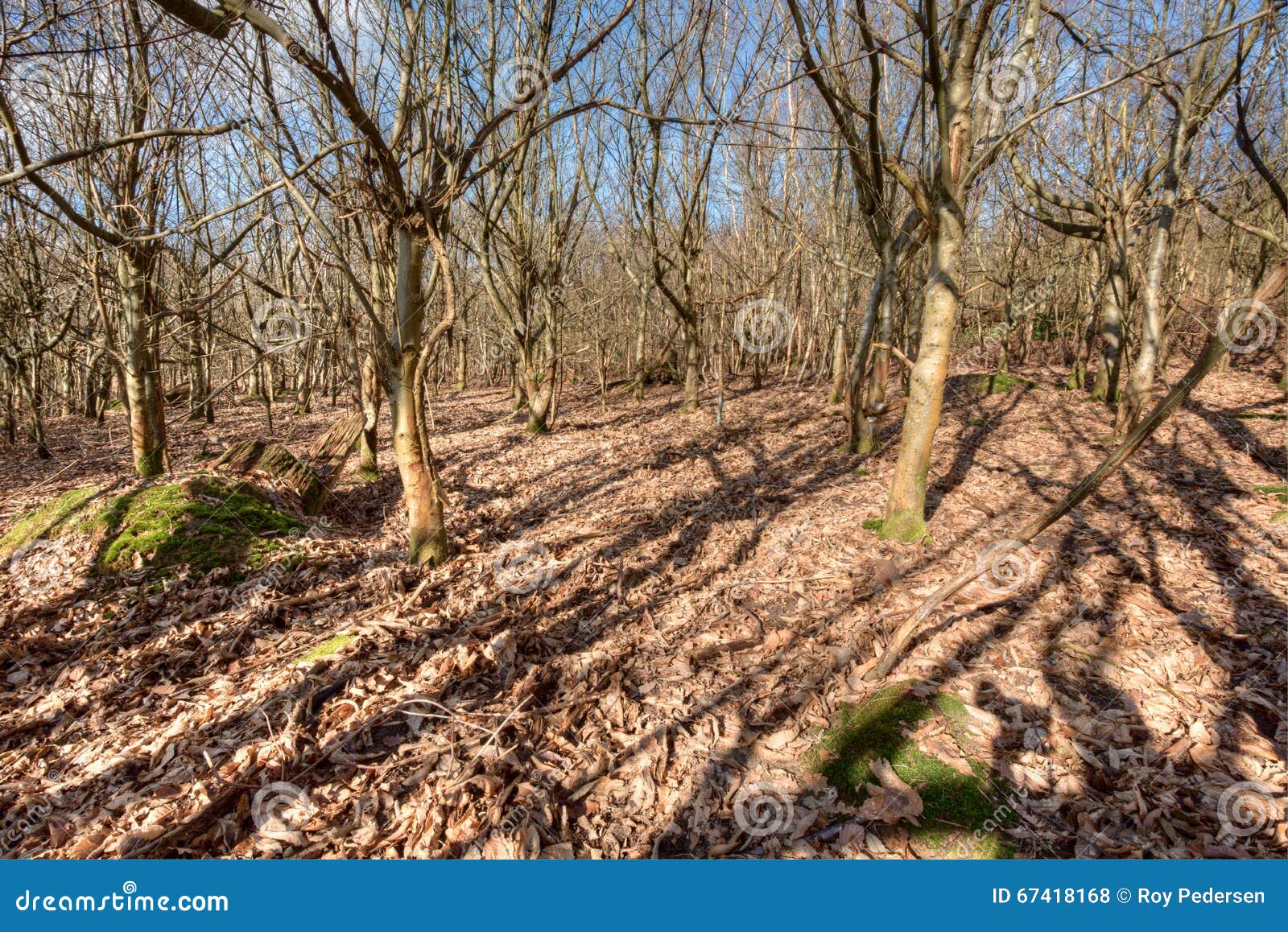 Twisted Small Trees stock photo. Image of color, winter - 67418168