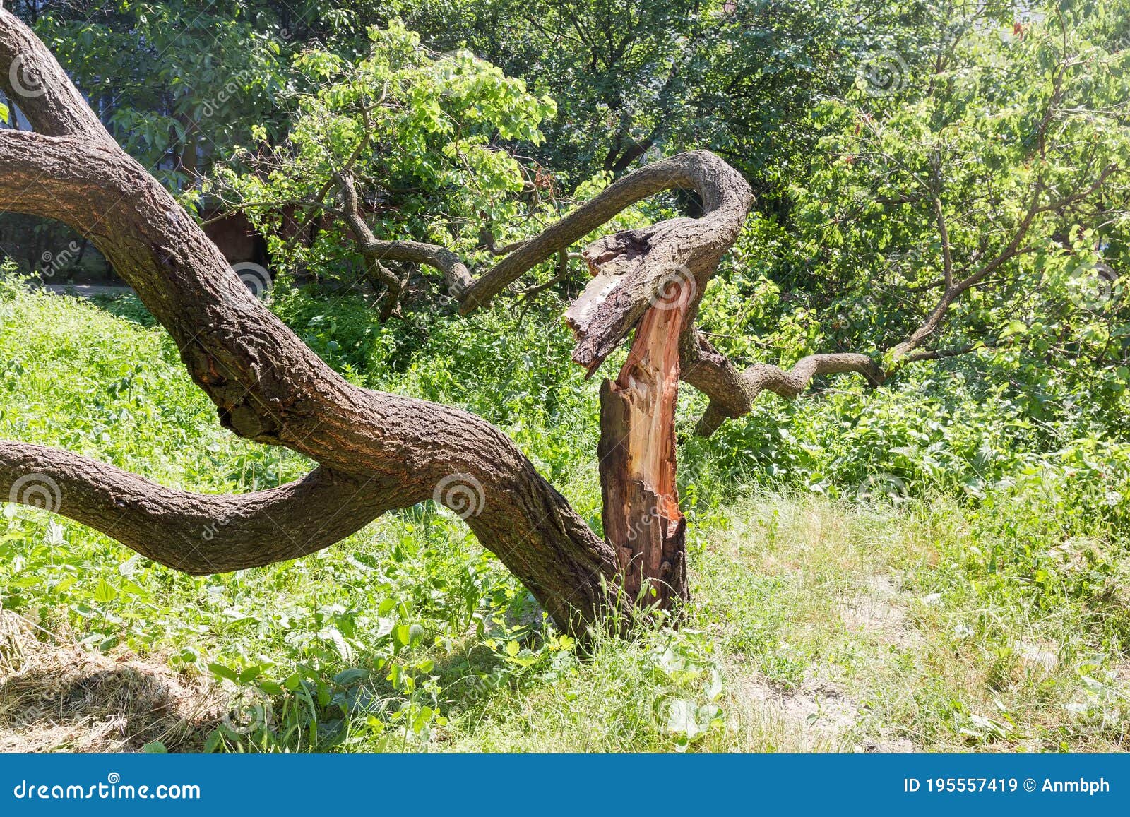 Twisted Splitted Trunk of the Broken Fallen Old Apricot Tree Stock ...