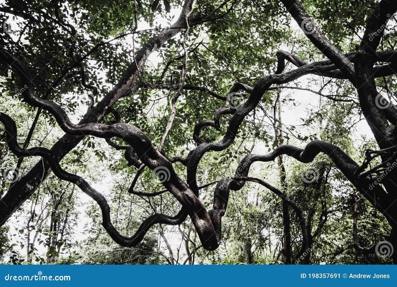 Twisted Spooky Tree Branches in a Forest Stock Image - Image of woods ...