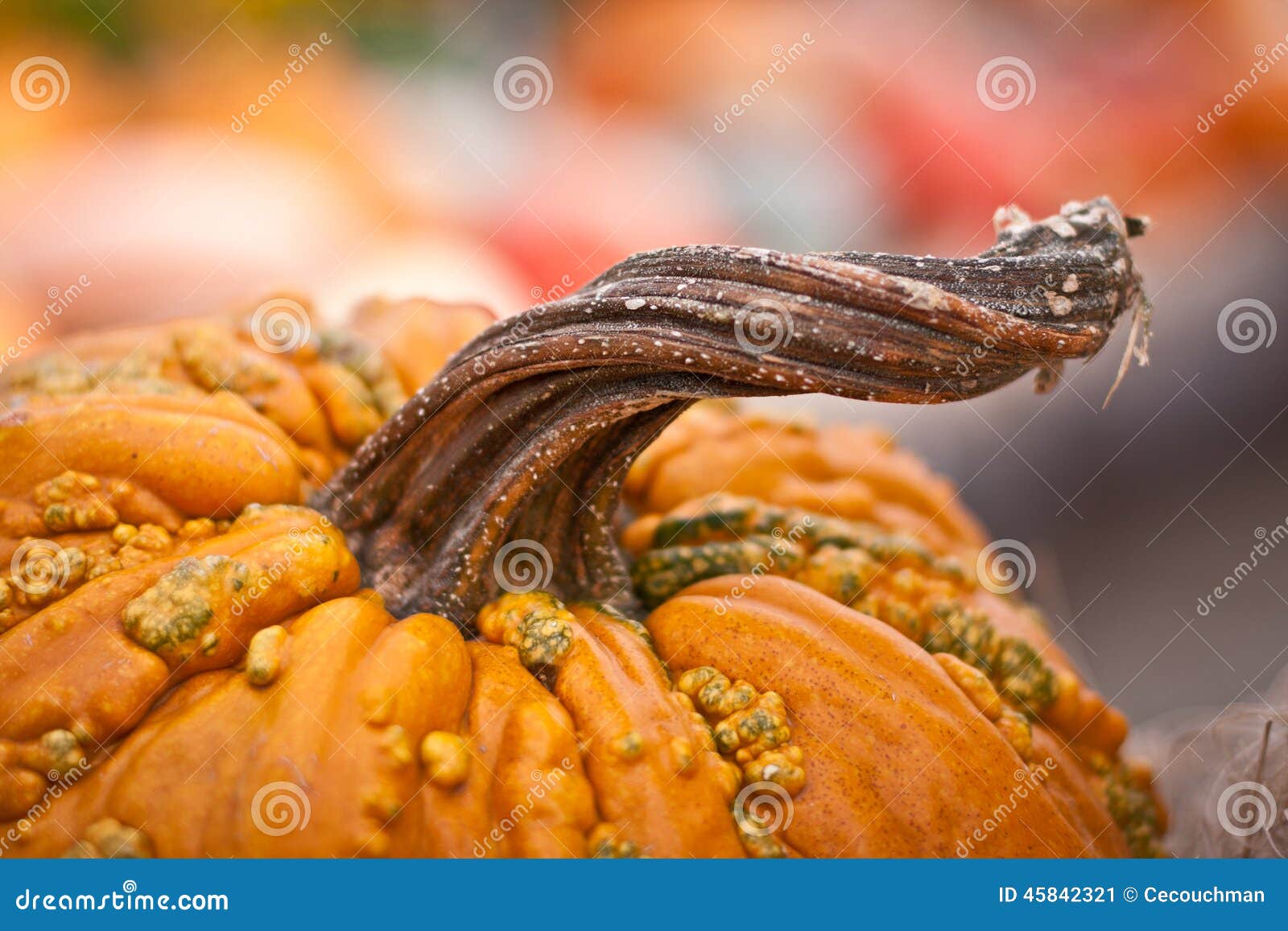 Twisted Stem of Pumpkin stock image. Image of bumpy, twisted - 45842321