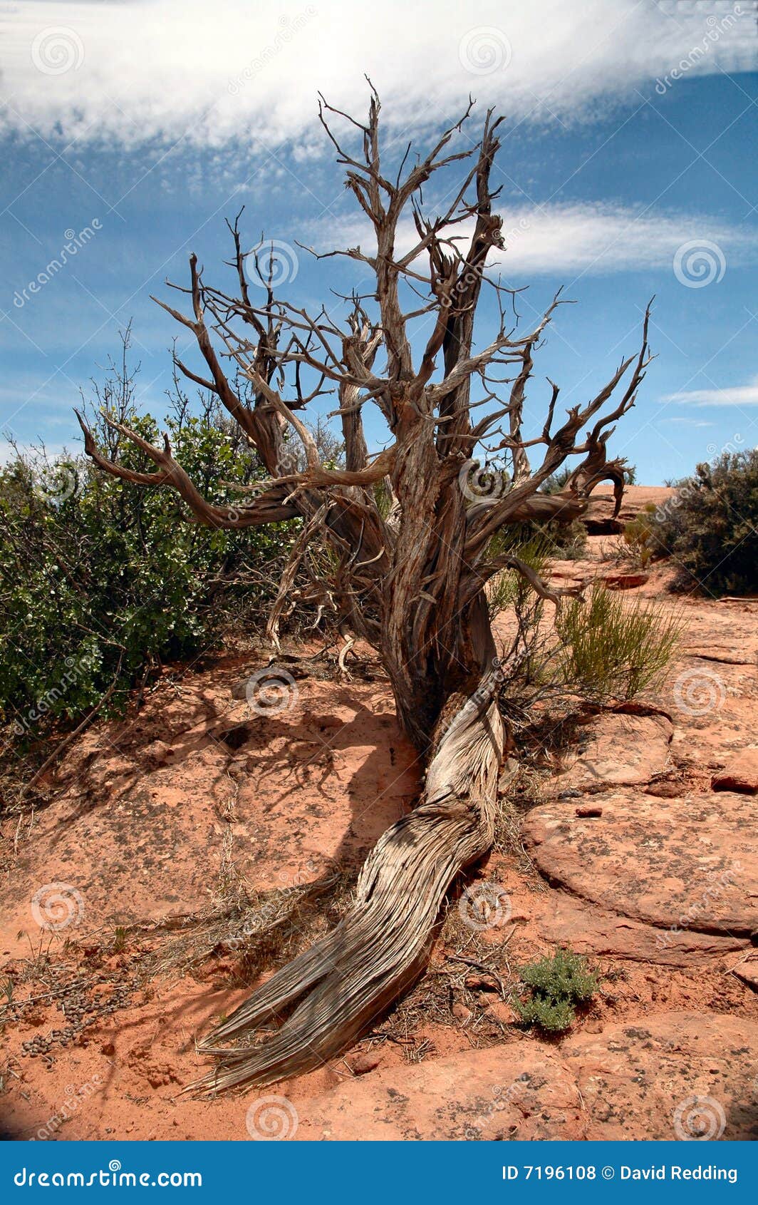 Twisted Stump Canyon Lands stock photo. Image of park - 7196108