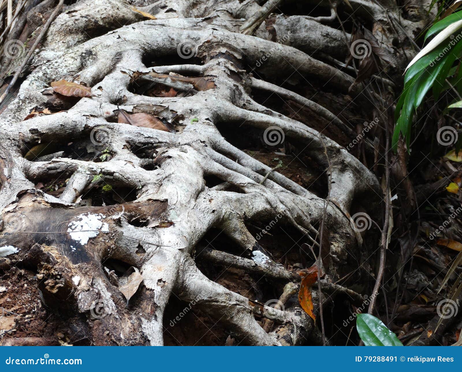 Twisted timber stock image. Image of twisted, unusual - 79288491