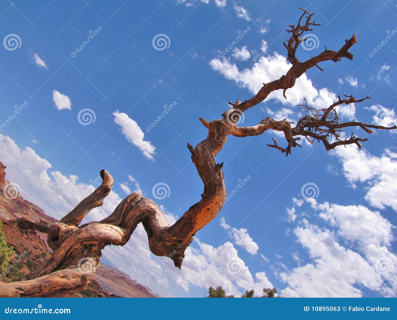 Twisted tree stock image. Image of panorama, twisted - 10895063