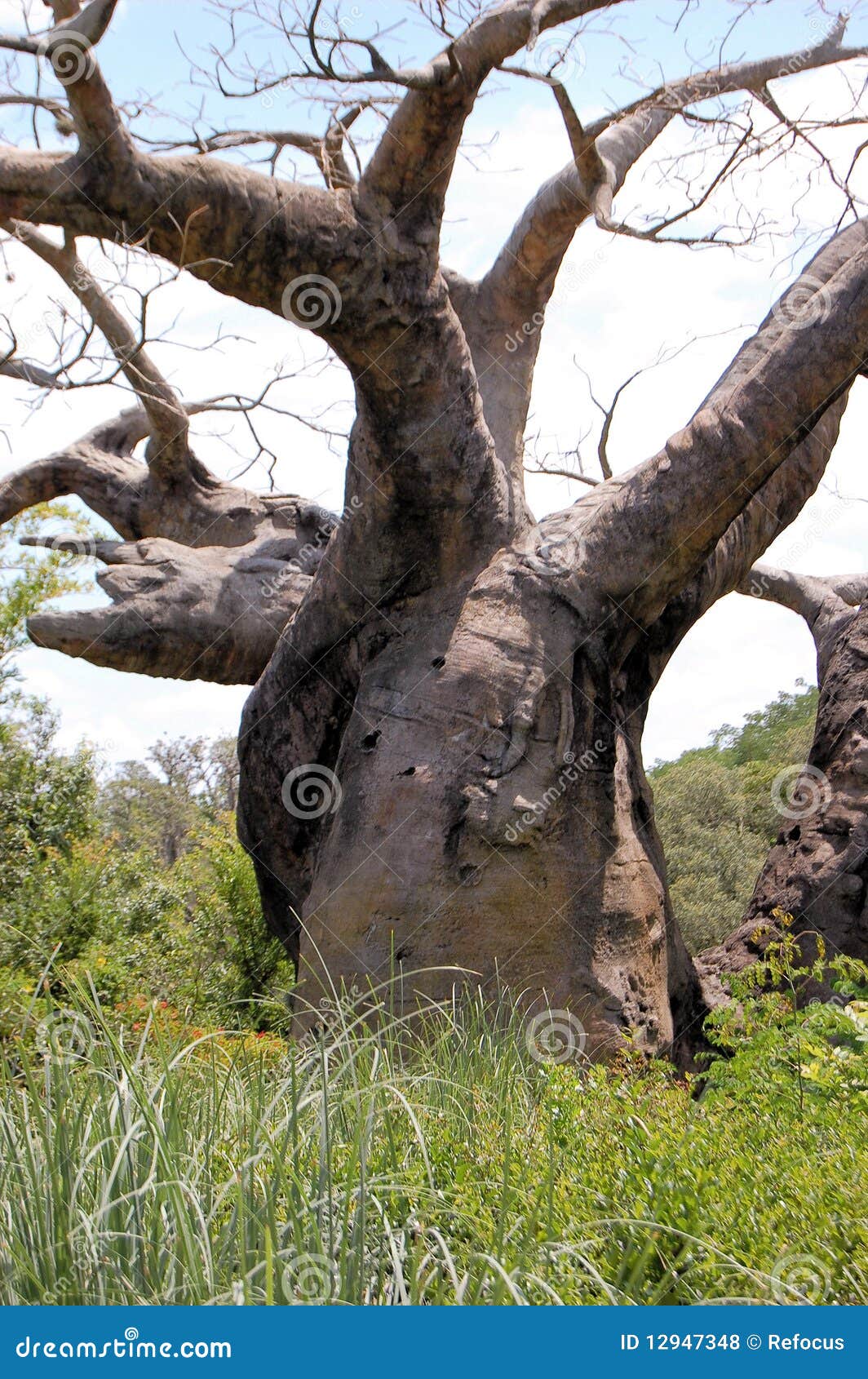 Twisted Tree stock photo. Image of forest, branches, woods - 12947348