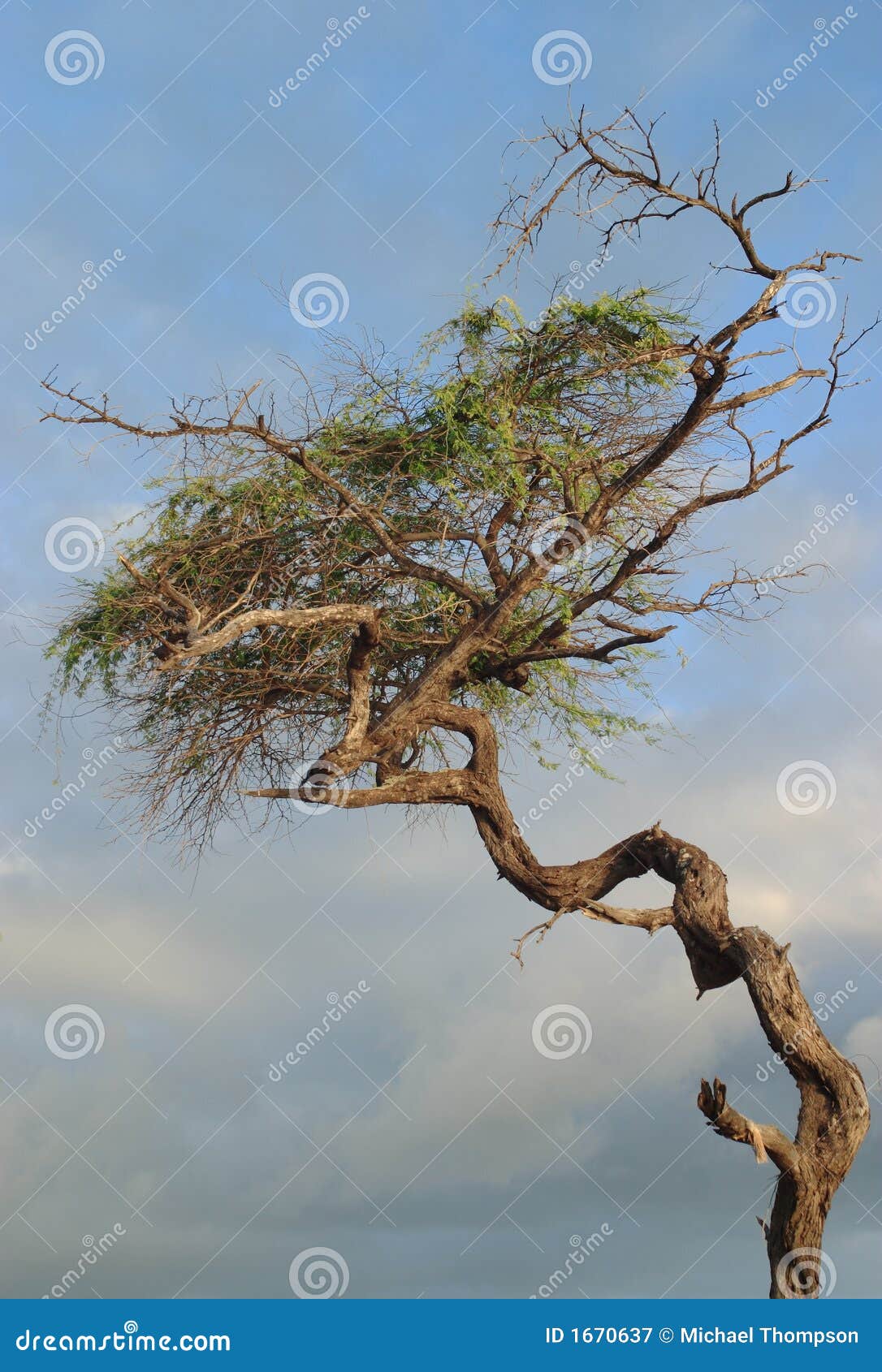 Twisted Tree Royalty-Free Stock Image | CartoonDealer.com #51097444