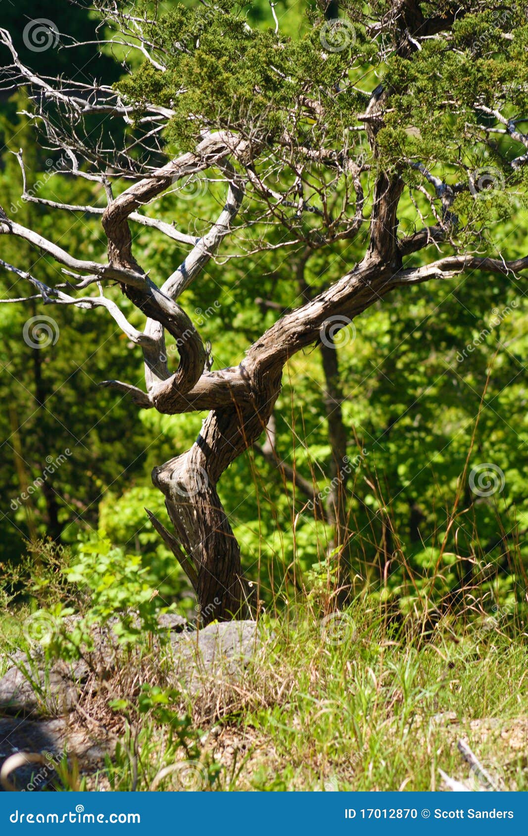Twisted Tree stock photo. Image of grass, fauna, tree - 17012870