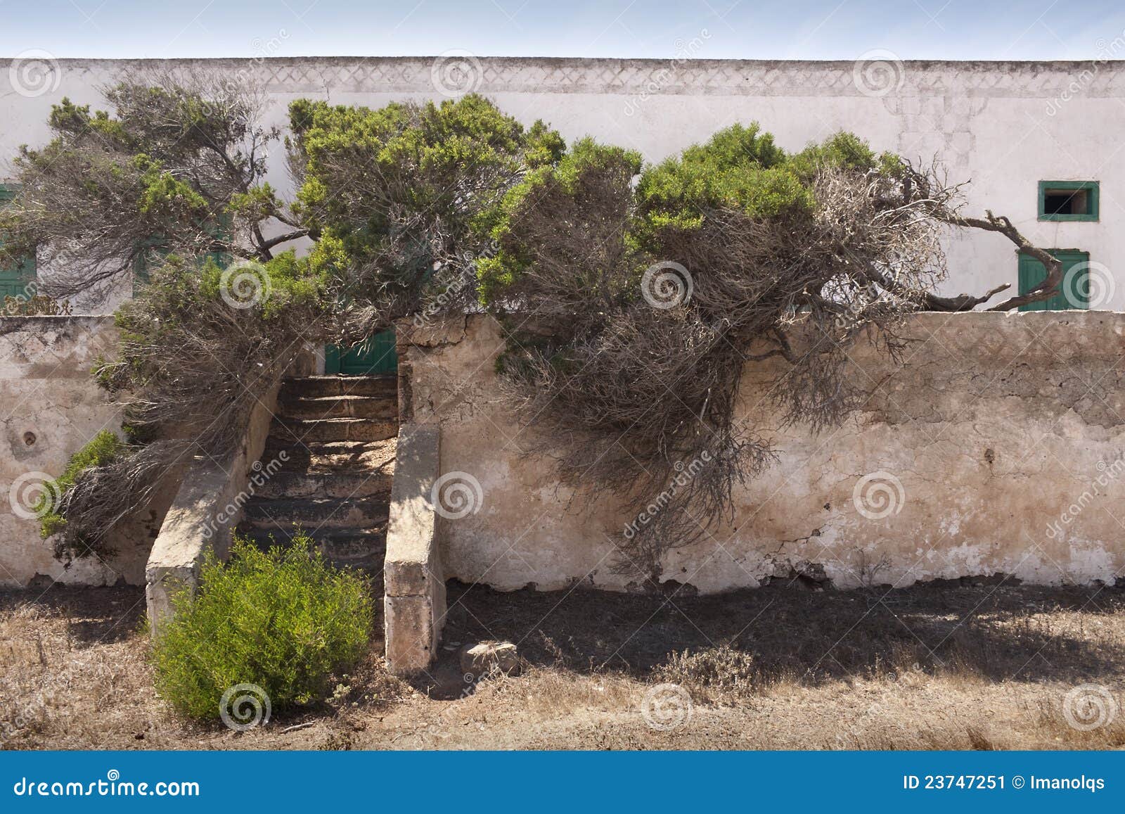 Twisted Tree Royalty-Free Stock Image | CartoonDealer.com #51097444