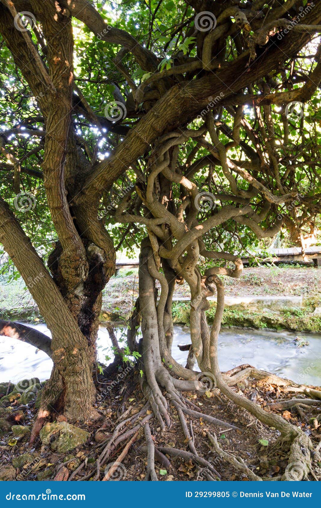 Twisted tree stock image. Image of river, summer, outdoors - 29299805