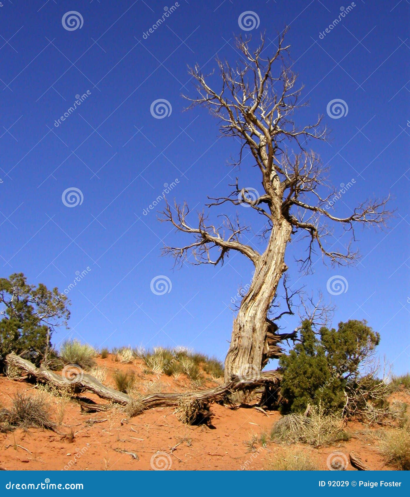Twisted Tree stock image. Image of blue, twisted, arizona - 92029