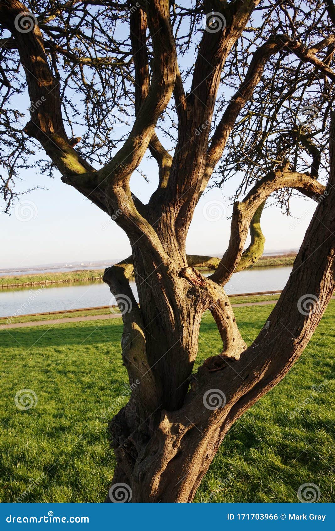 Twisted Tree in Autumn stock photo. Image of sunlight - 171703966