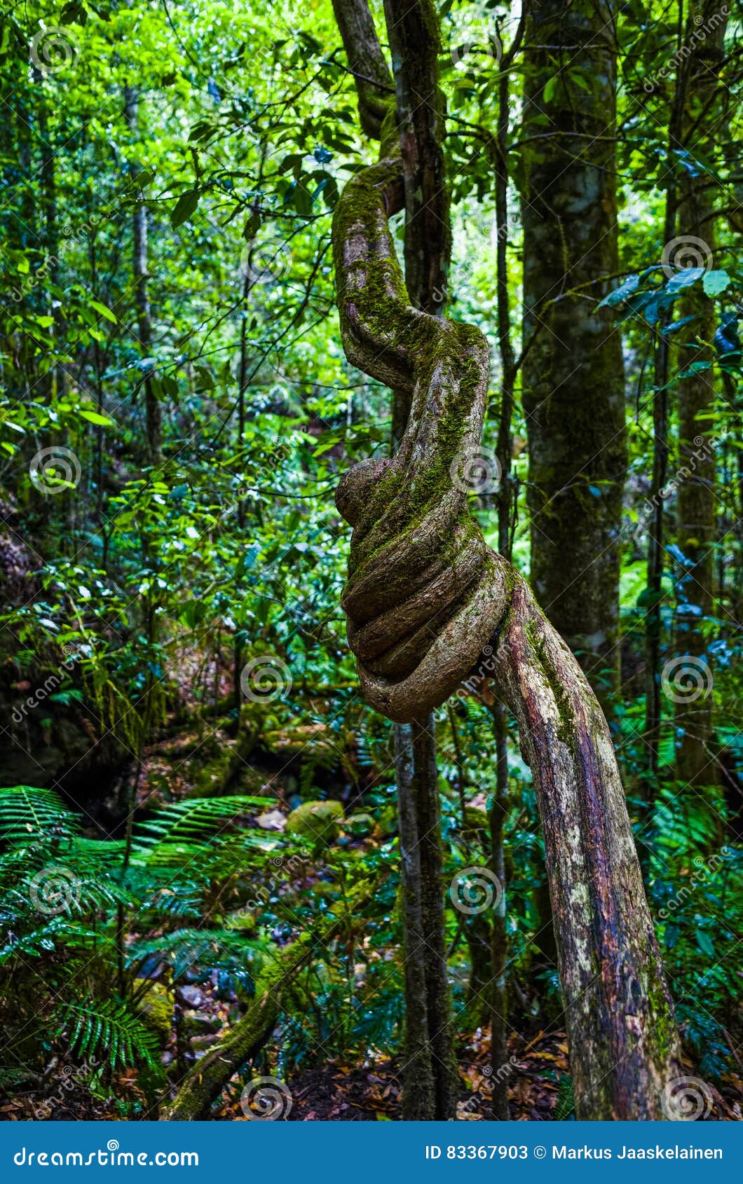 Twisted Tree Branch, Blue Mountains, Australia Stock Image - Image of ...