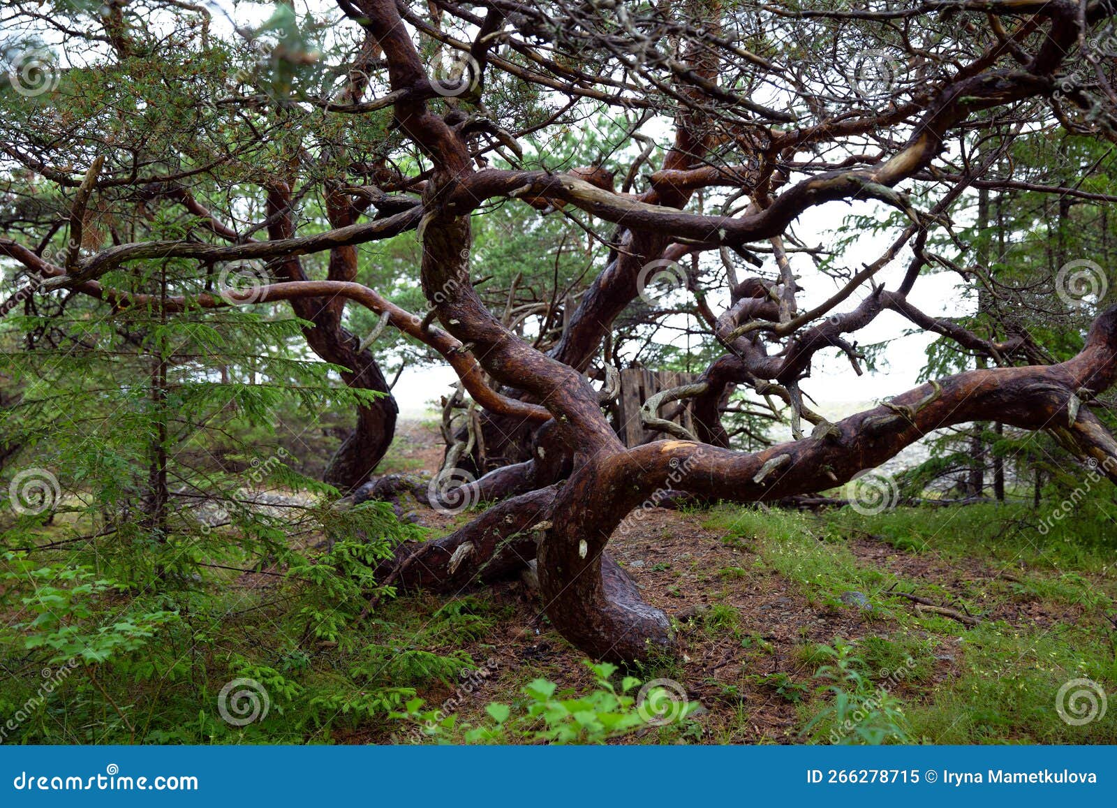 Twisted Tree Branches in the Forest Stock Image - Image of jungle, tree ...