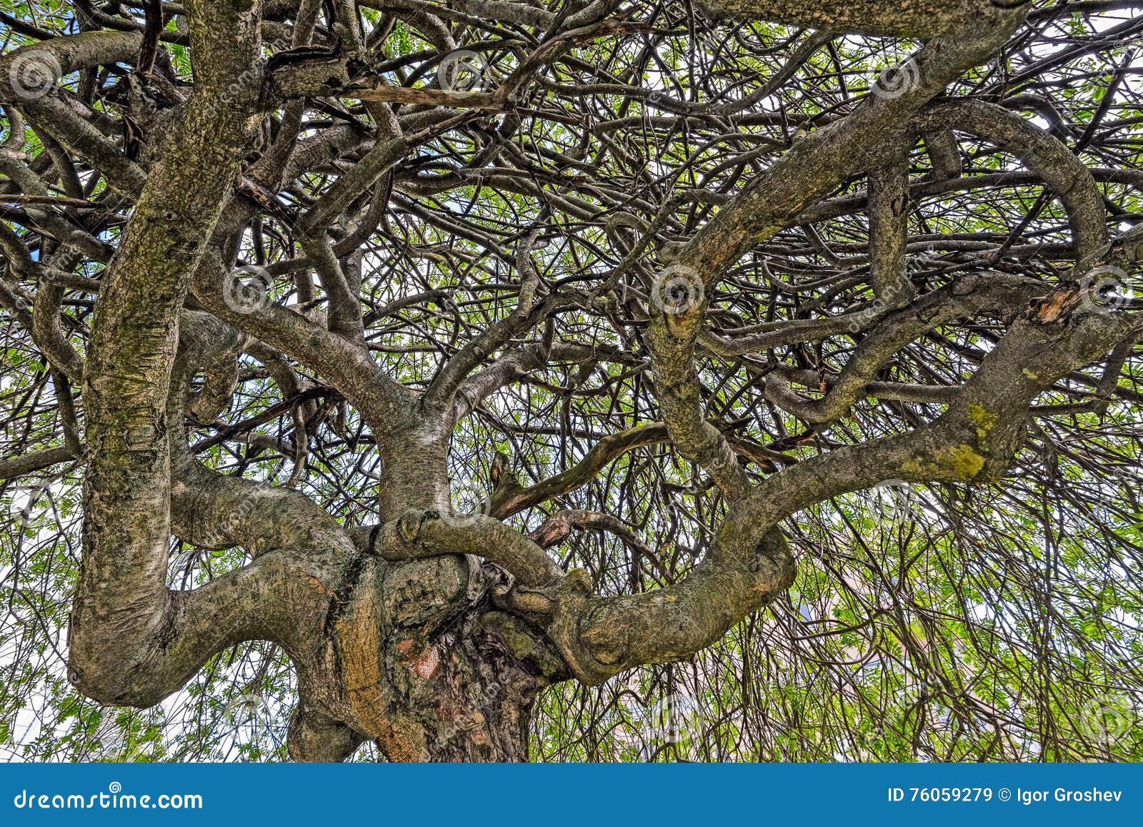 Twisted tree branches stock image. Image of exterior - 76059279