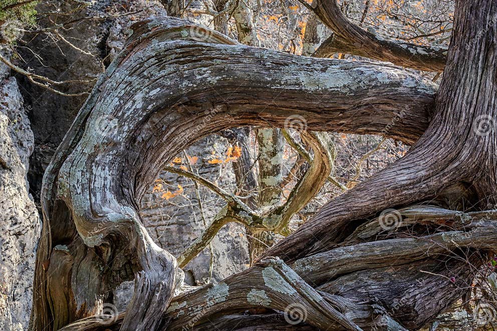Twisted Tree Branches in a Rocky Forest Setting. Stock Image - Image of ...