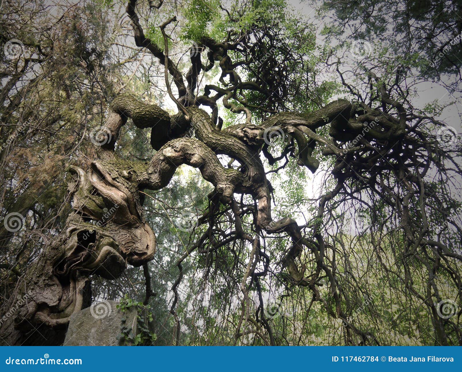 Old Gnarled Tree Stock Images Stock Photo - Image of place, landscape ...