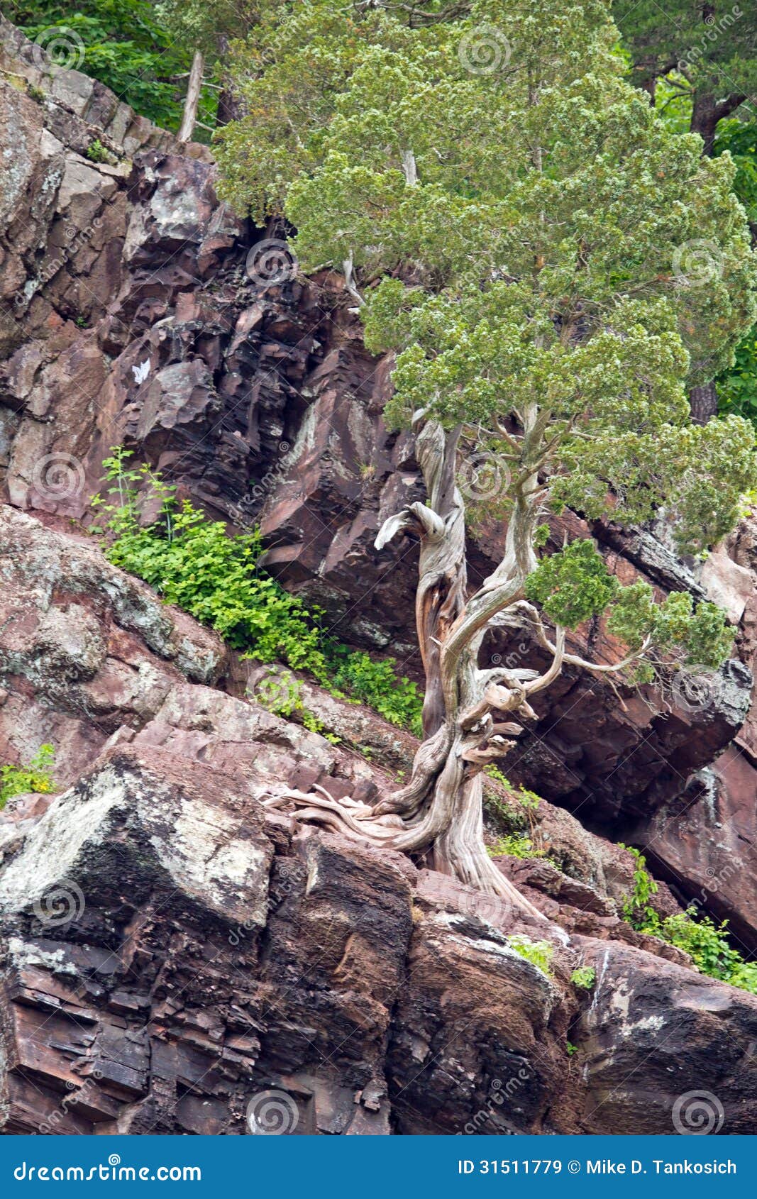 Twisted Tree on Cliff stock image. Image of tangled, twisted - 31511779
