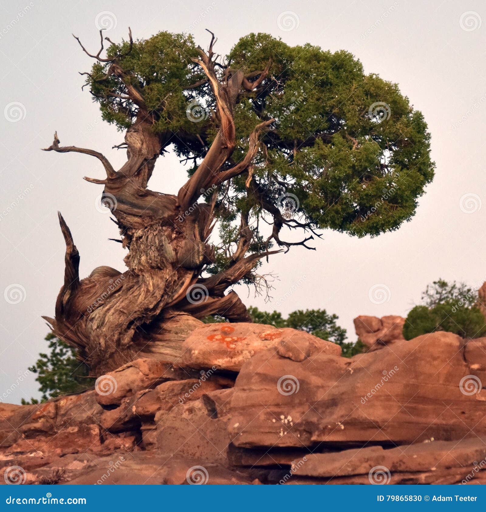 Twisted stock photo. Image of colorful, wide, clouds - 79865830