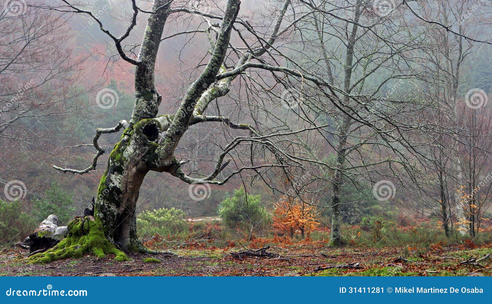 Twisted tree in forest stock image. Image of bare, copyspace - 31411281
