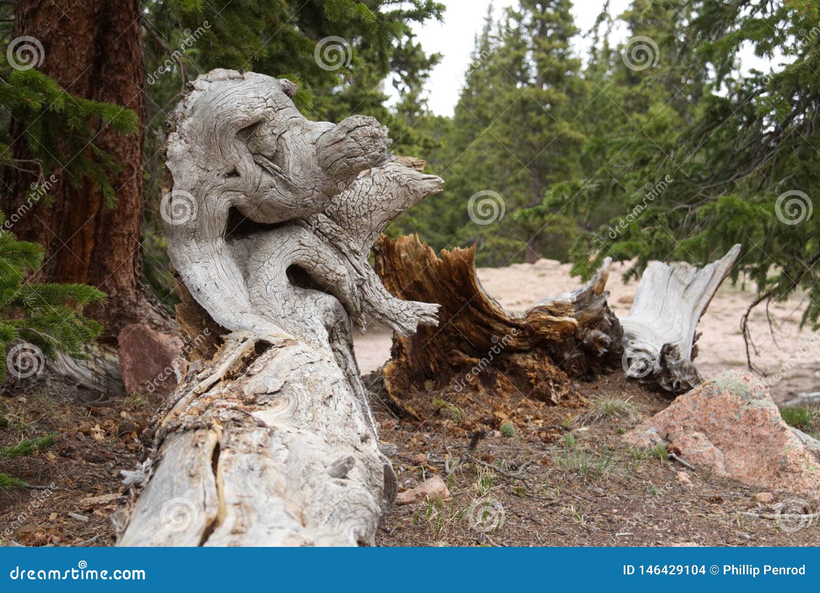 Twisted Tree Formation stock photo. Image of drift, decay - 146429104