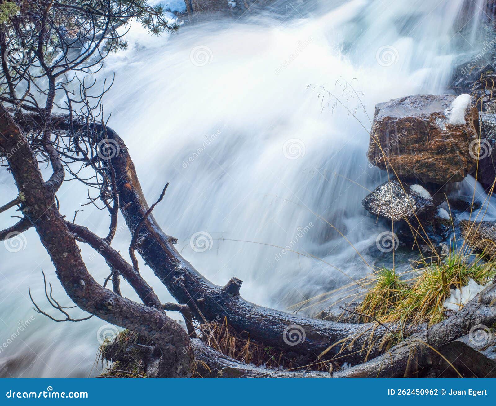 Twisted Tree in Front of Roaring Waterfall Stock Photo - Image of wild ...