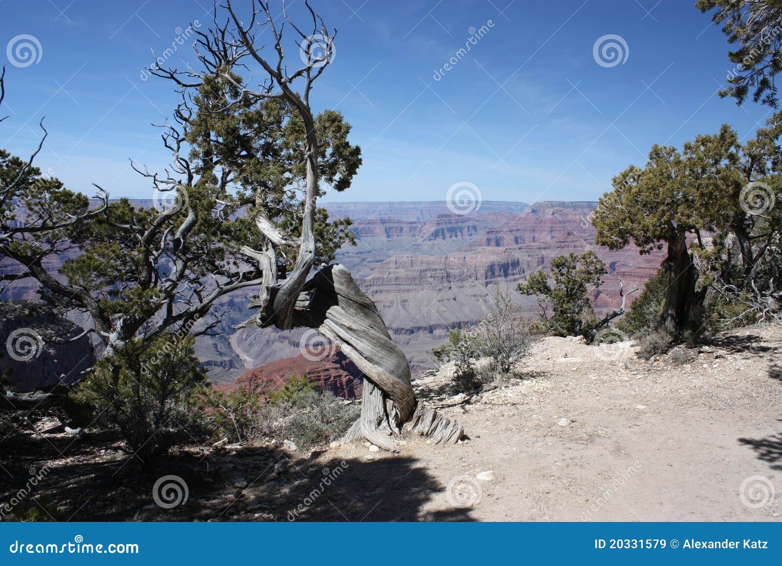 Twisted Tree In The Grand Canyon Stock Image - Image of landscape ...