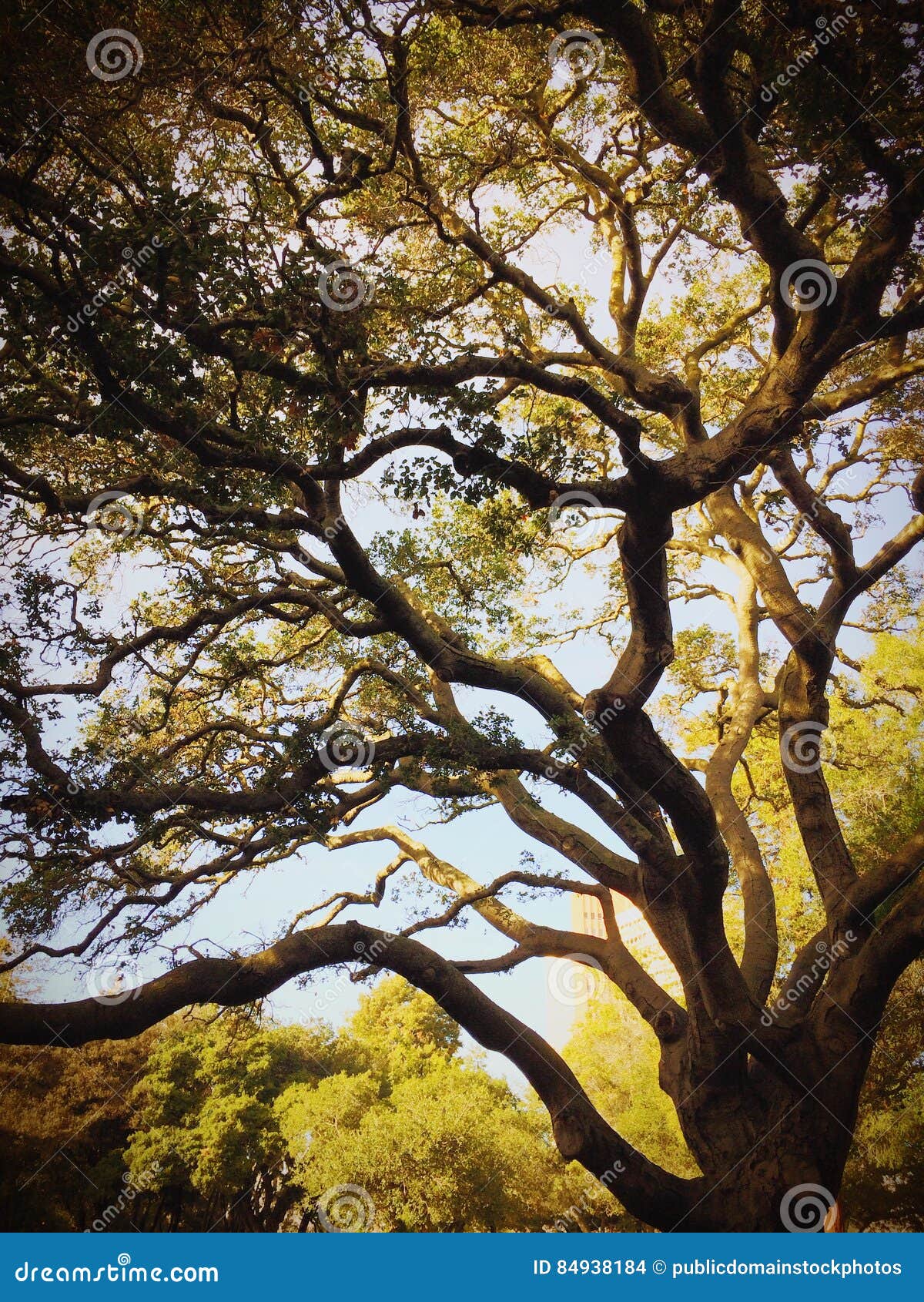 Twisted Tree Limbs Picture. Image: 84938184