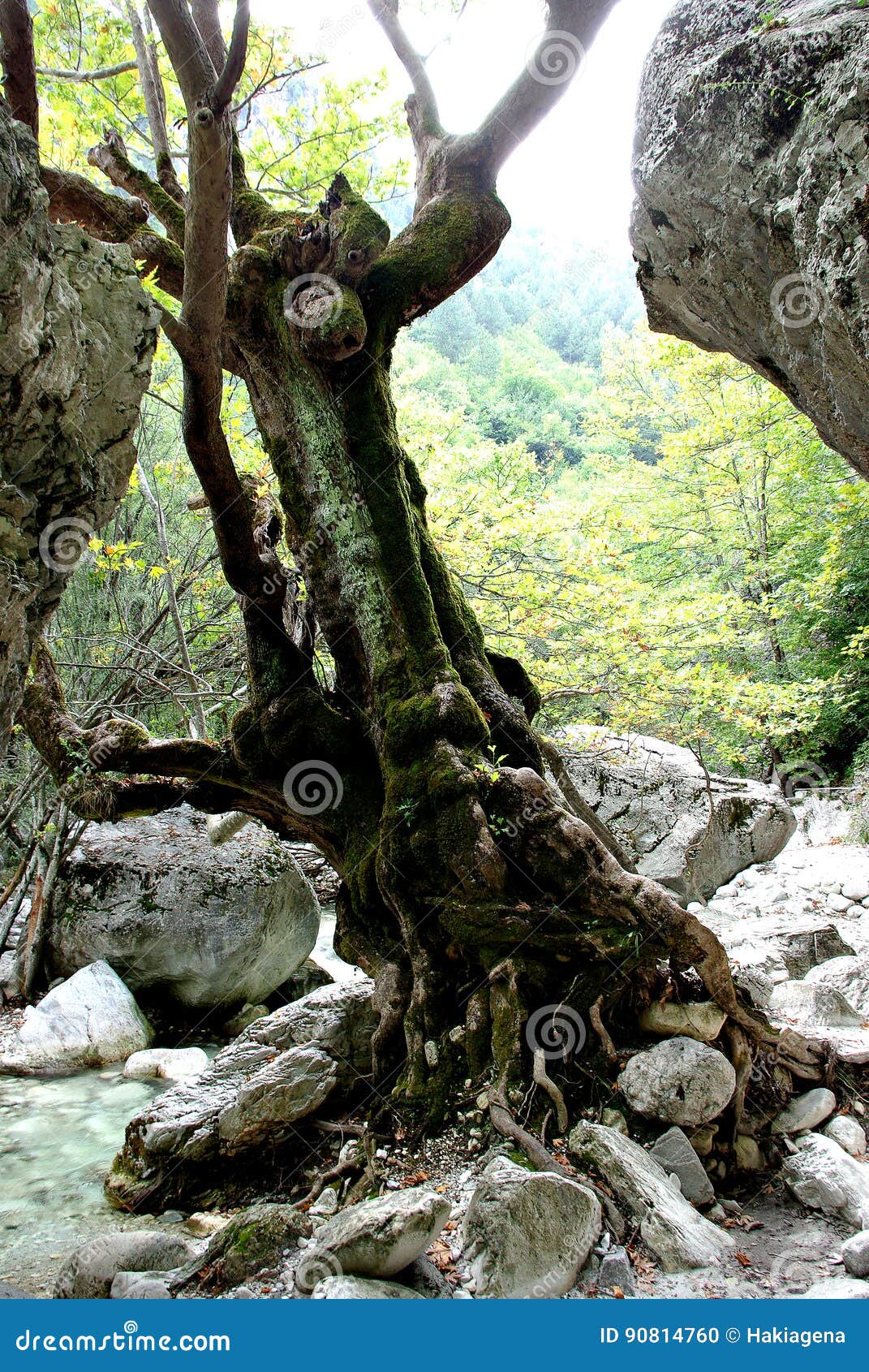 Twisted Tree stock photo. Image of rural, season, beauty - 90814760