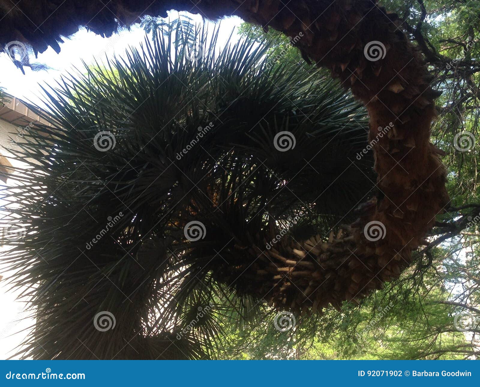 Twisted tree stock photo. Image of twisted, wood, greenery - 92071902