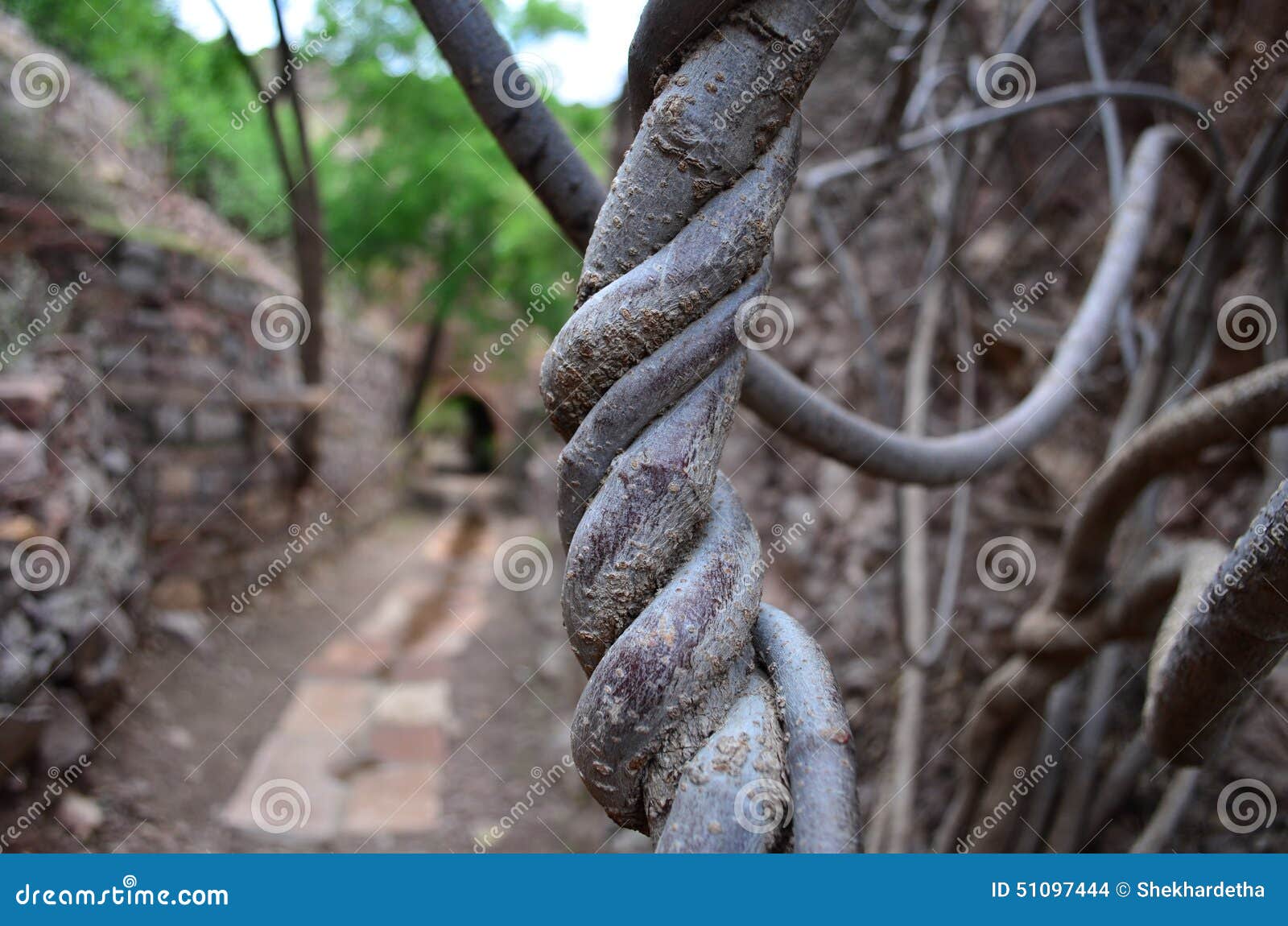 Twisted Tree Royalty-Free Stock Image | CartoonDealer.com #51097444