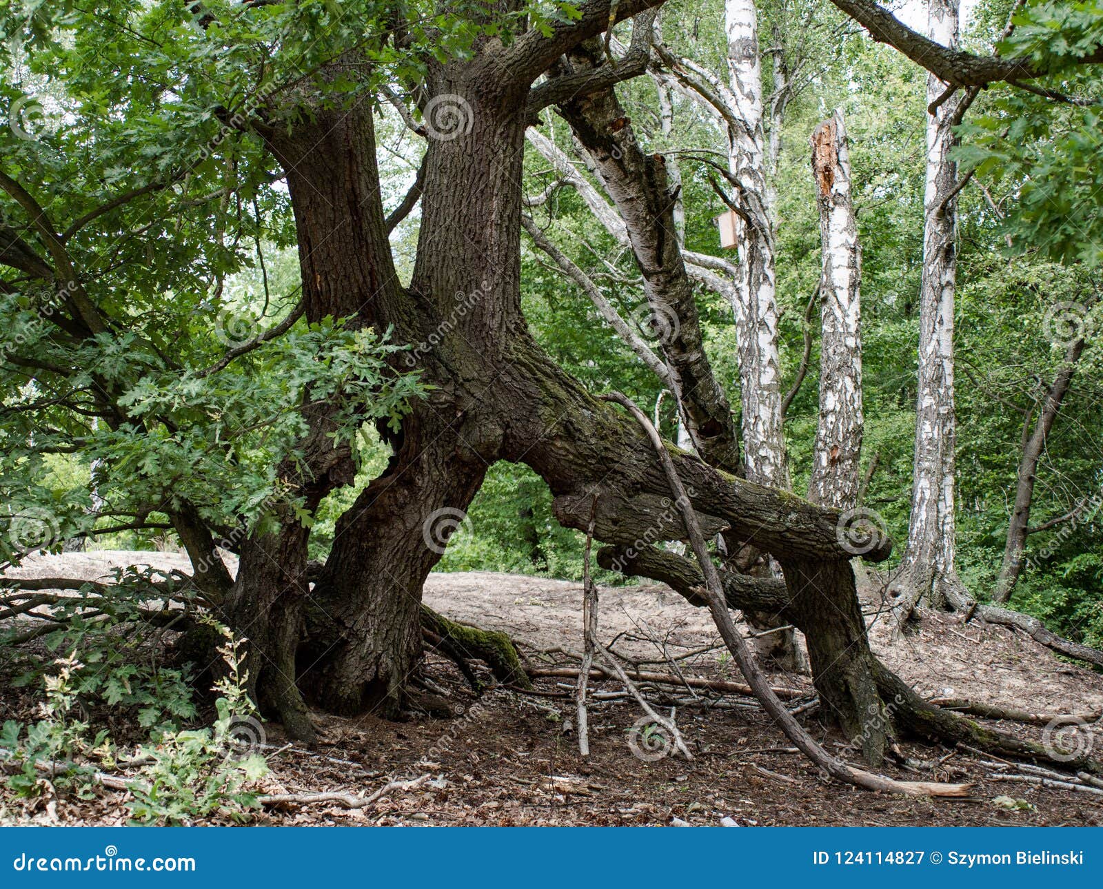 Twisted Tree Roots in the Forest Stock Image - Image of evening, light ...