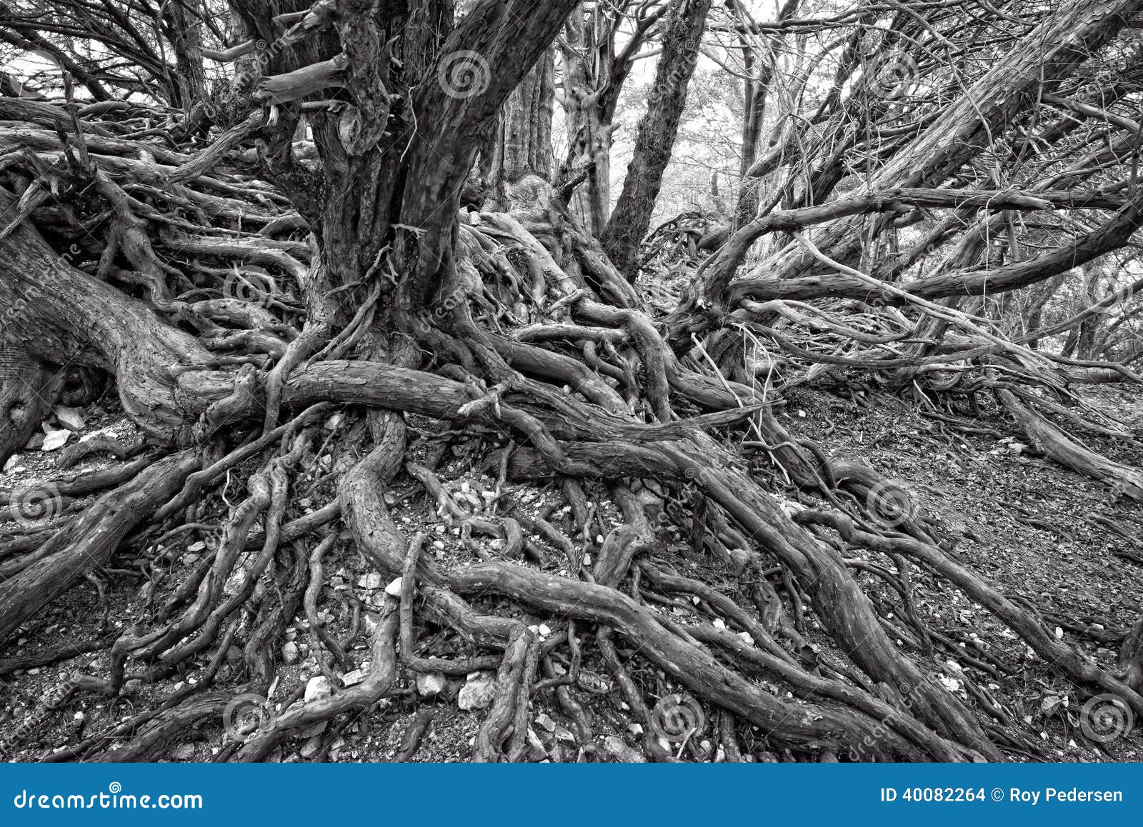 Twisted Tree roots stock photo. Image of spreading, erosion - 40082264