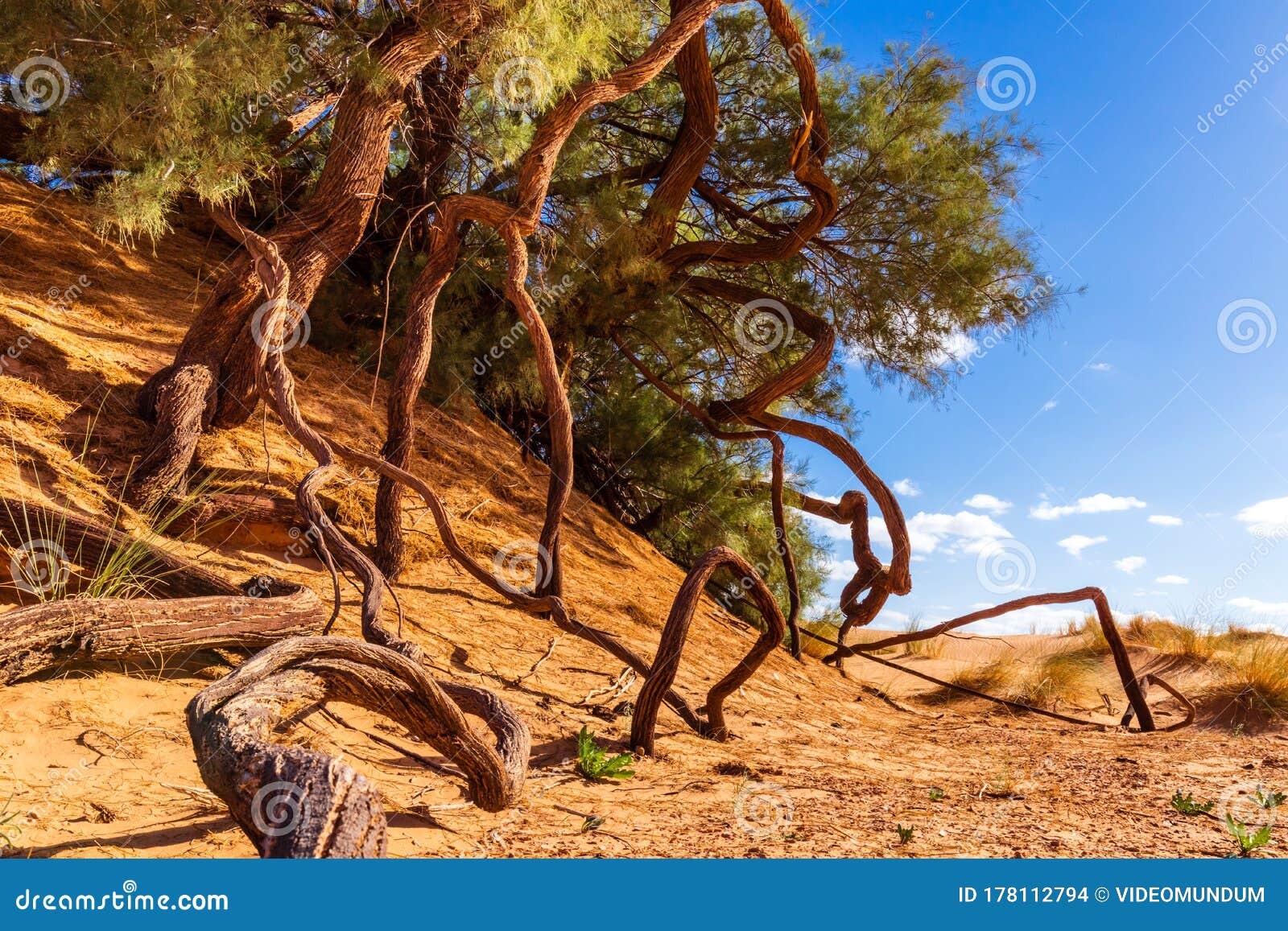 Twisted Tree Roots Reaching Out from Sand Dune Stock Photo - Image of ...