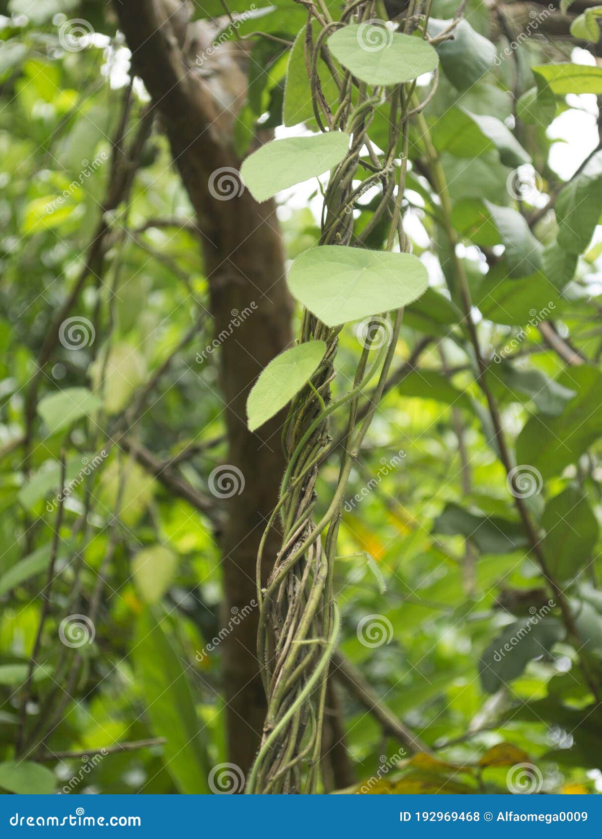Twisted Tree Roots with Small Green Leaves Hanging on a Tree Stock ...